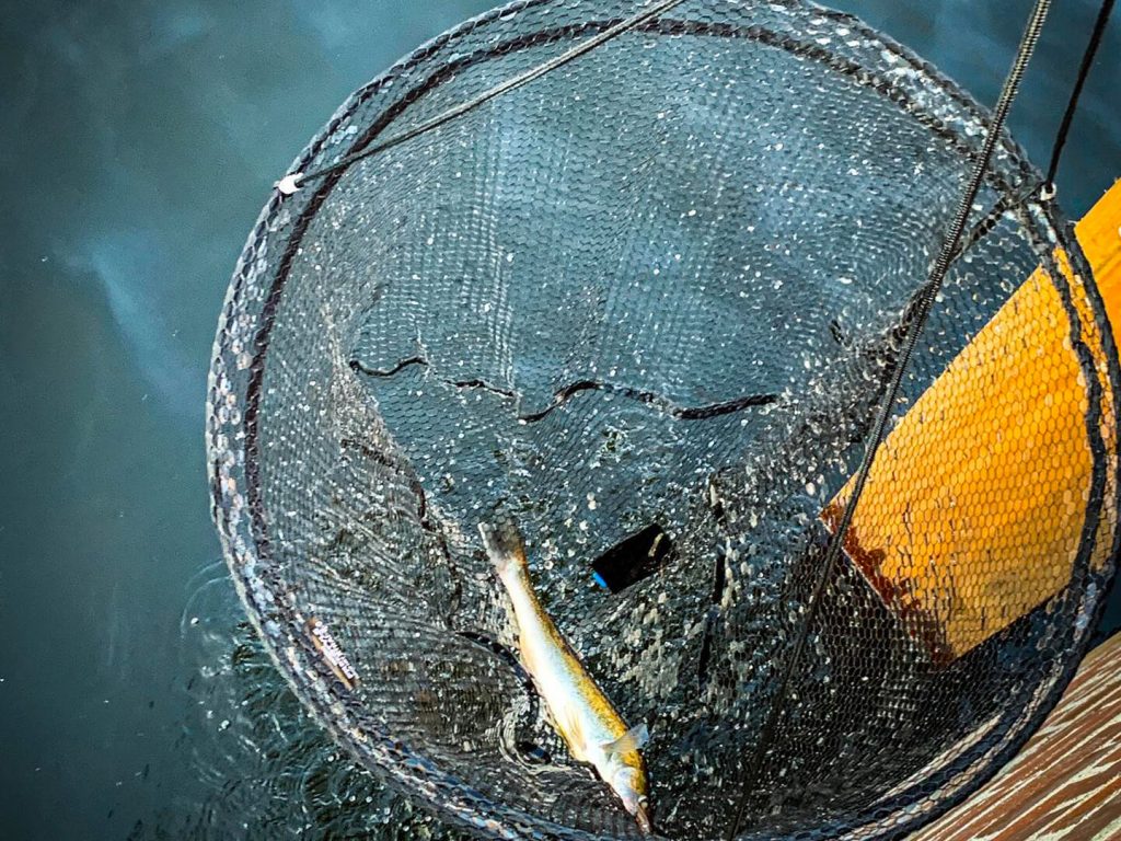 Drop Net Xtra V2 - Products - SPRO Freestyle